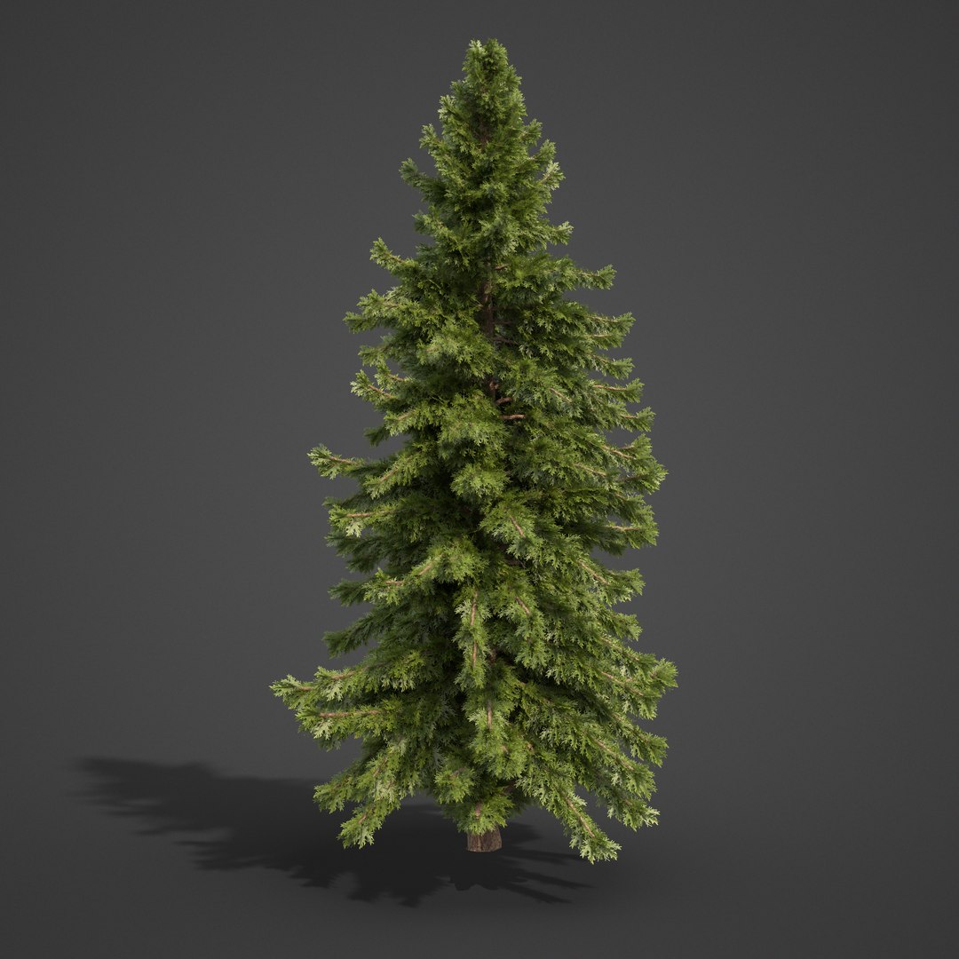 3D Cypress Tree Nature Model - TurboSquid 1676980