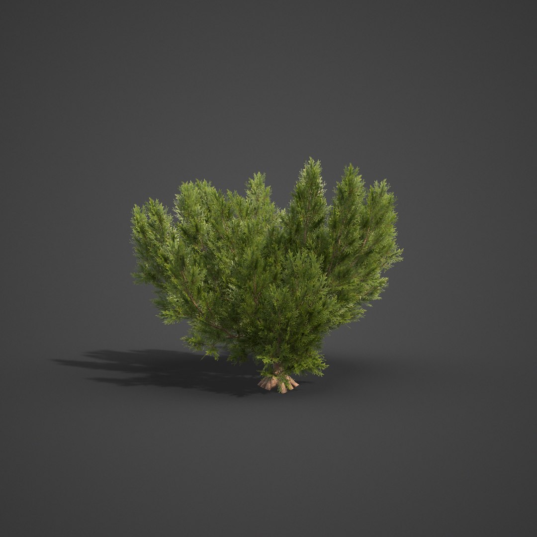 3D Cypress Tree Nature Model - TurboSquid 1676980