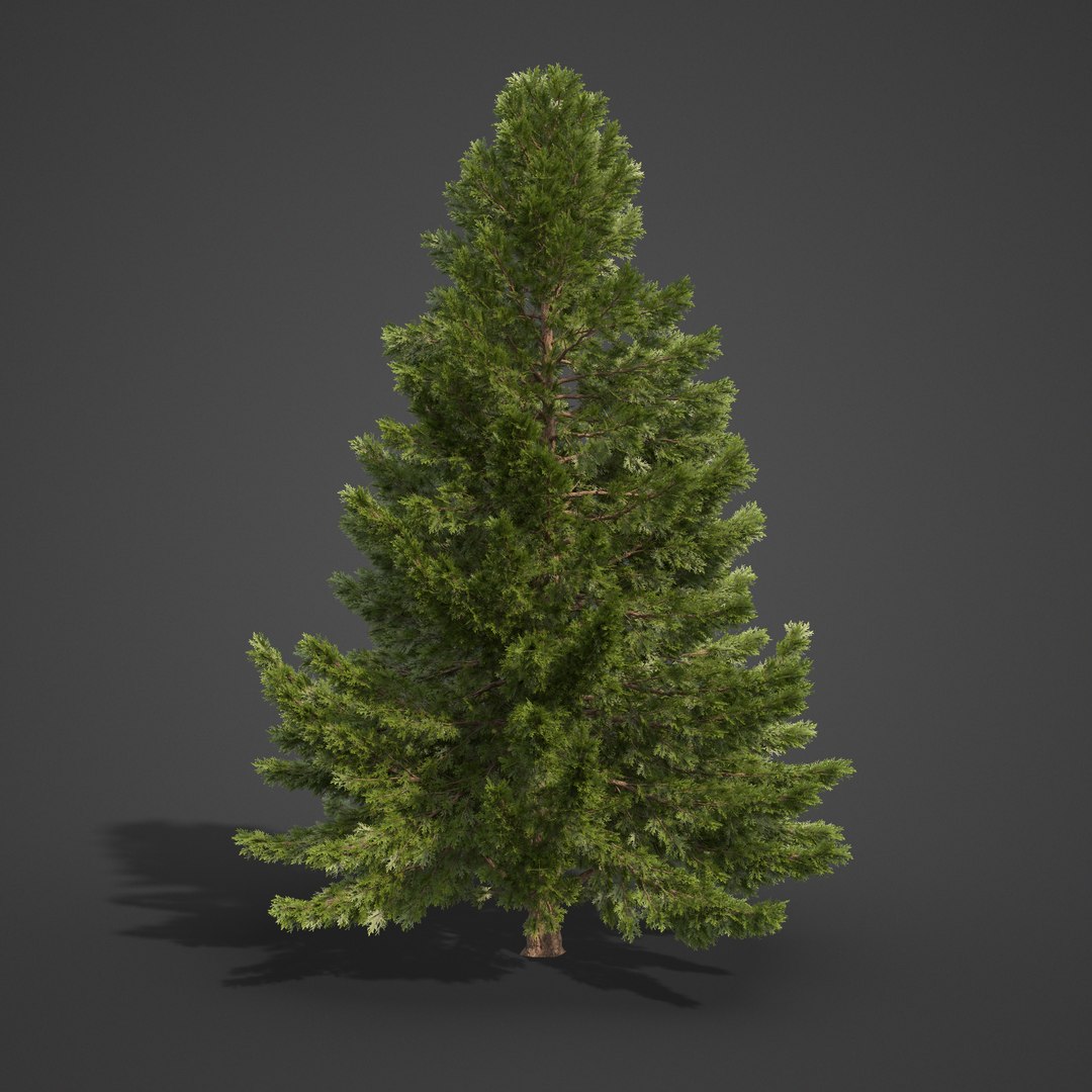 3D Cypress Tree Nature Model - TurboSquid 1676980