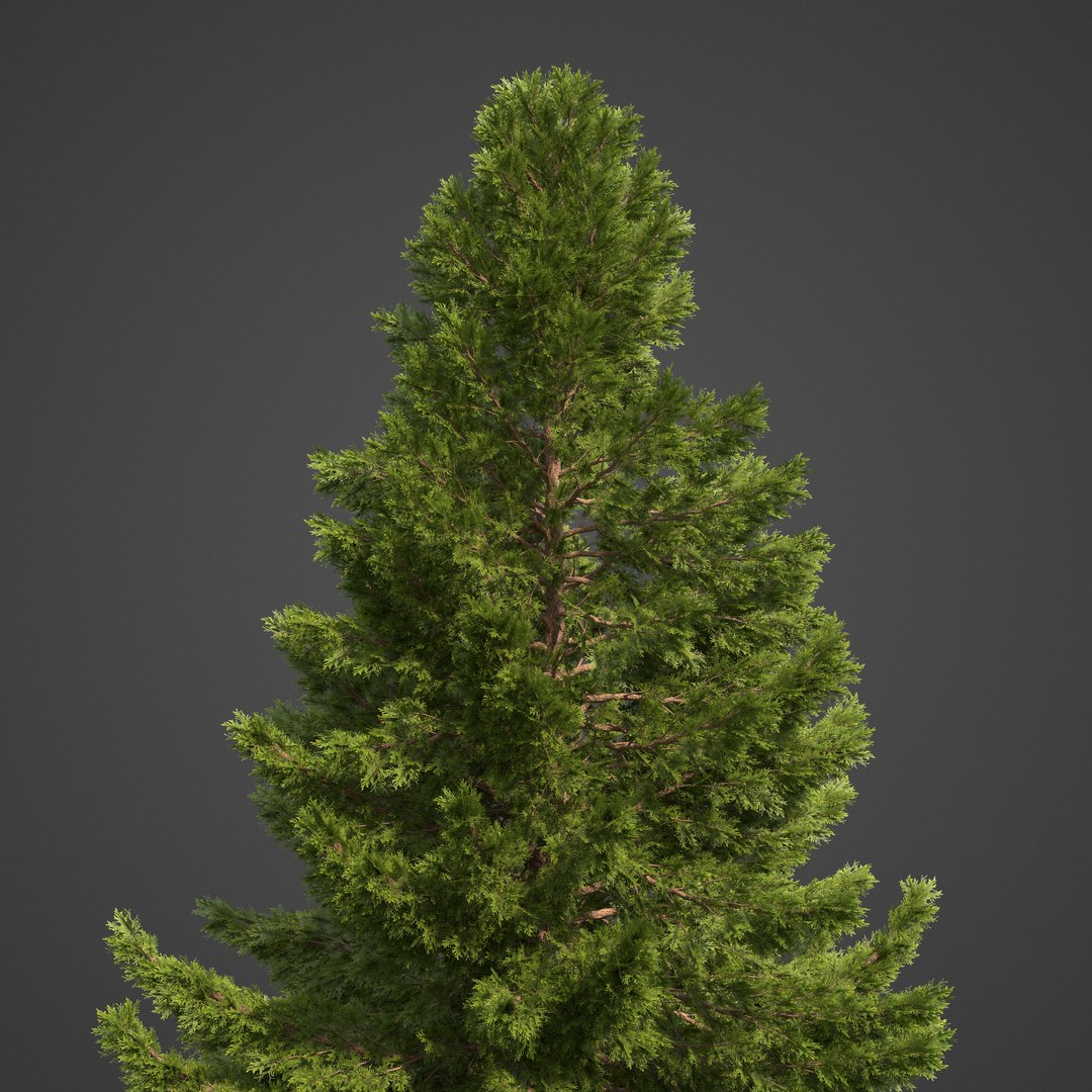 3D Cypress Tree Nature Model - TurboSquid 1676980