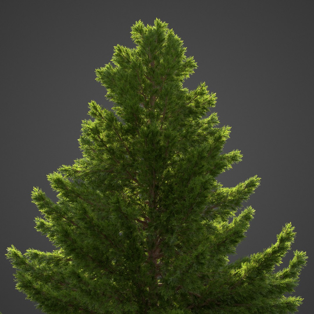 3D Cypress Tree Nature Model - TurboSquid 1676980