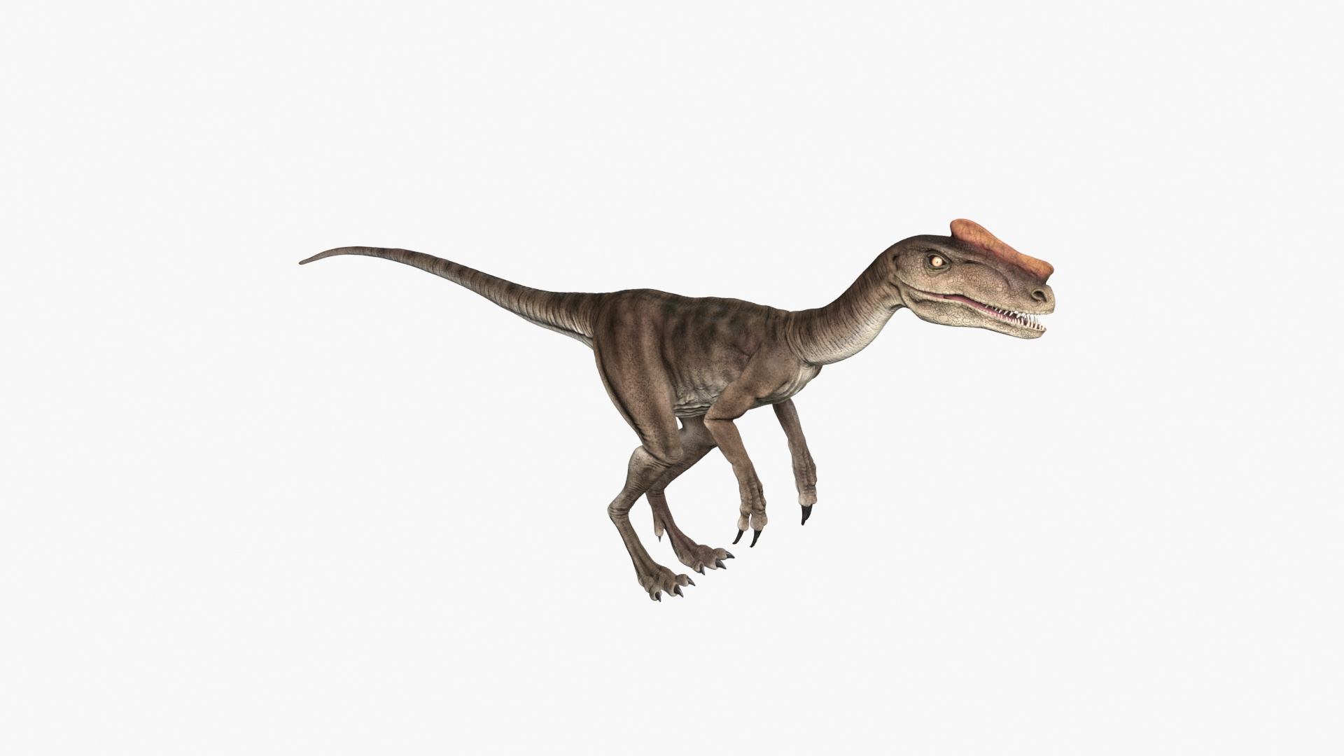 3D Proceratosaurus Theropod Dinosaur - TurboSquid 1596185