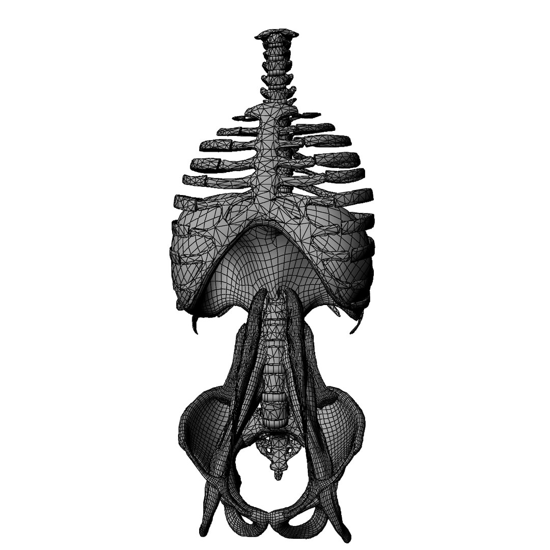 Human Diaphragm Muscle Group 3D Model - TurboSquid 1519897