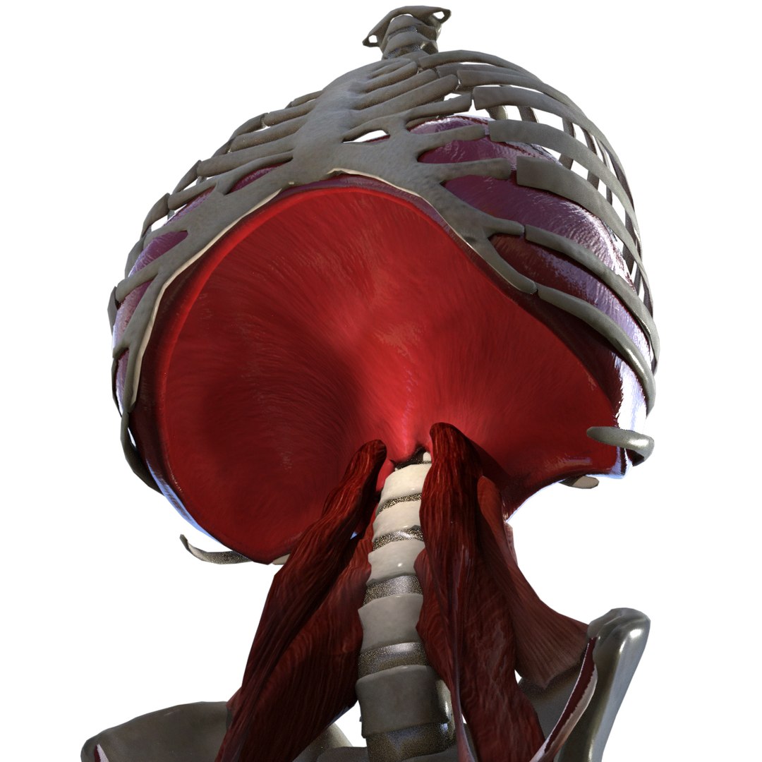 Human Diaphragm Muscle Group 3D Model - TurboSquid 1519897