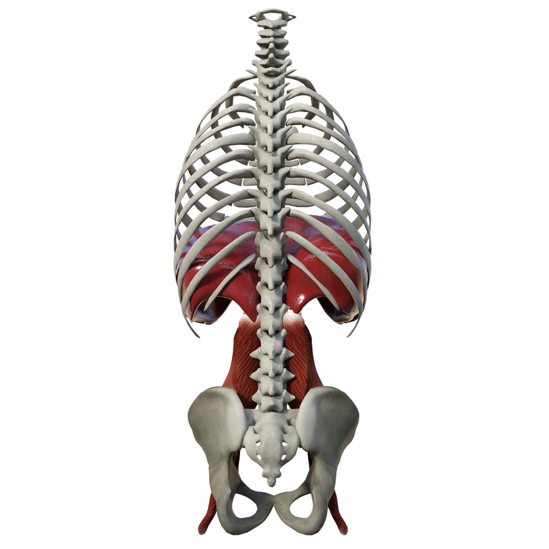 Human Diaphragm Muscle Group 3D Model - TurboSquid 1519897