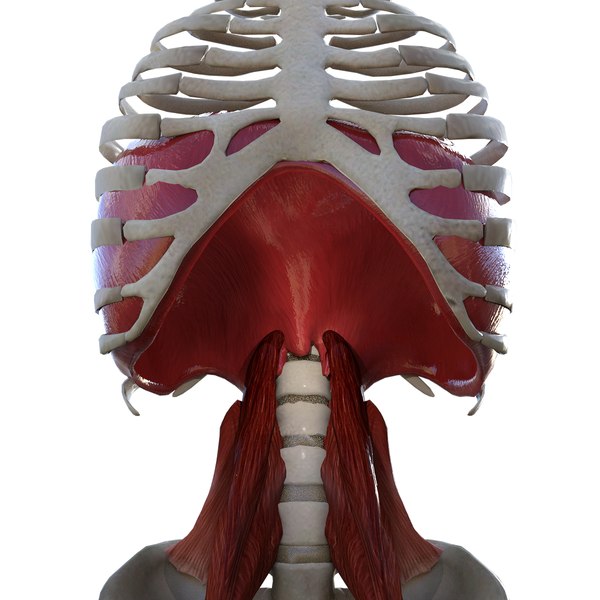 Human diaphragm muscle group 3D model - TurboSquid 1519897