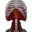 Human Diaphragm Muscle Group 3D Model - TurboSquid 1519897