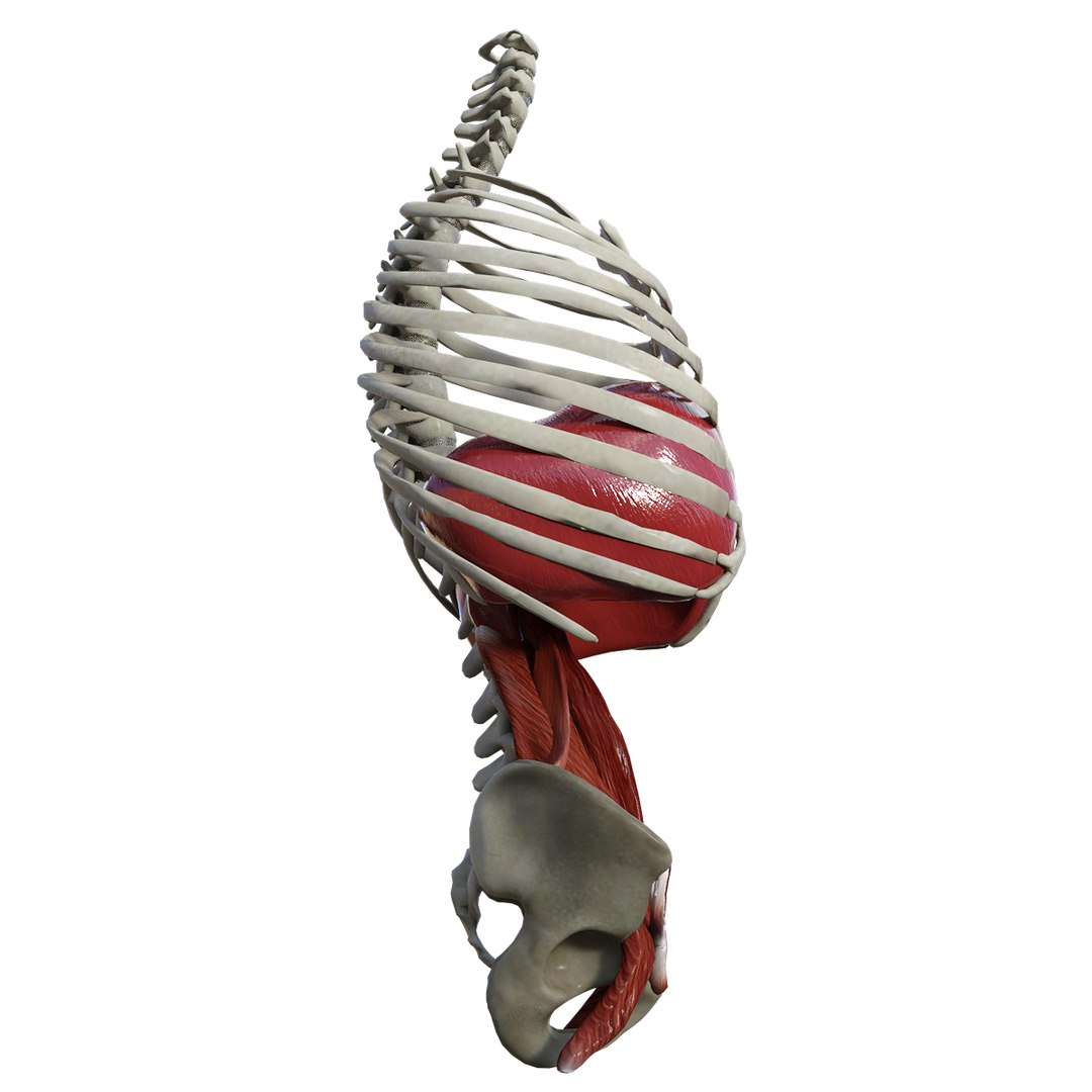 Human Diaphragm Muscle Group 3D Model - TurboSquid 1519897