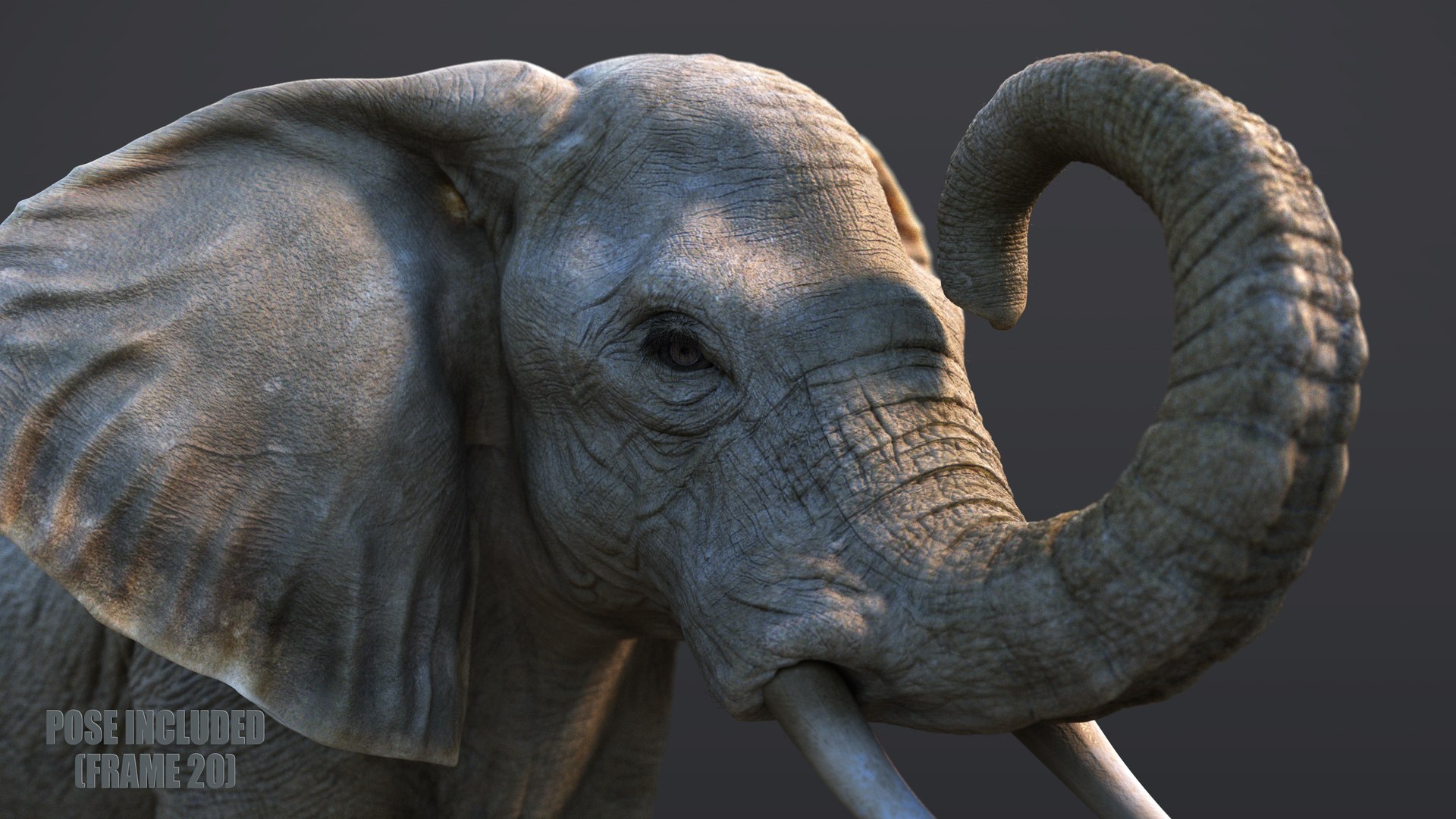 3D African Elephant XGEN-CORE RIGGED - TurboSquid 2255510