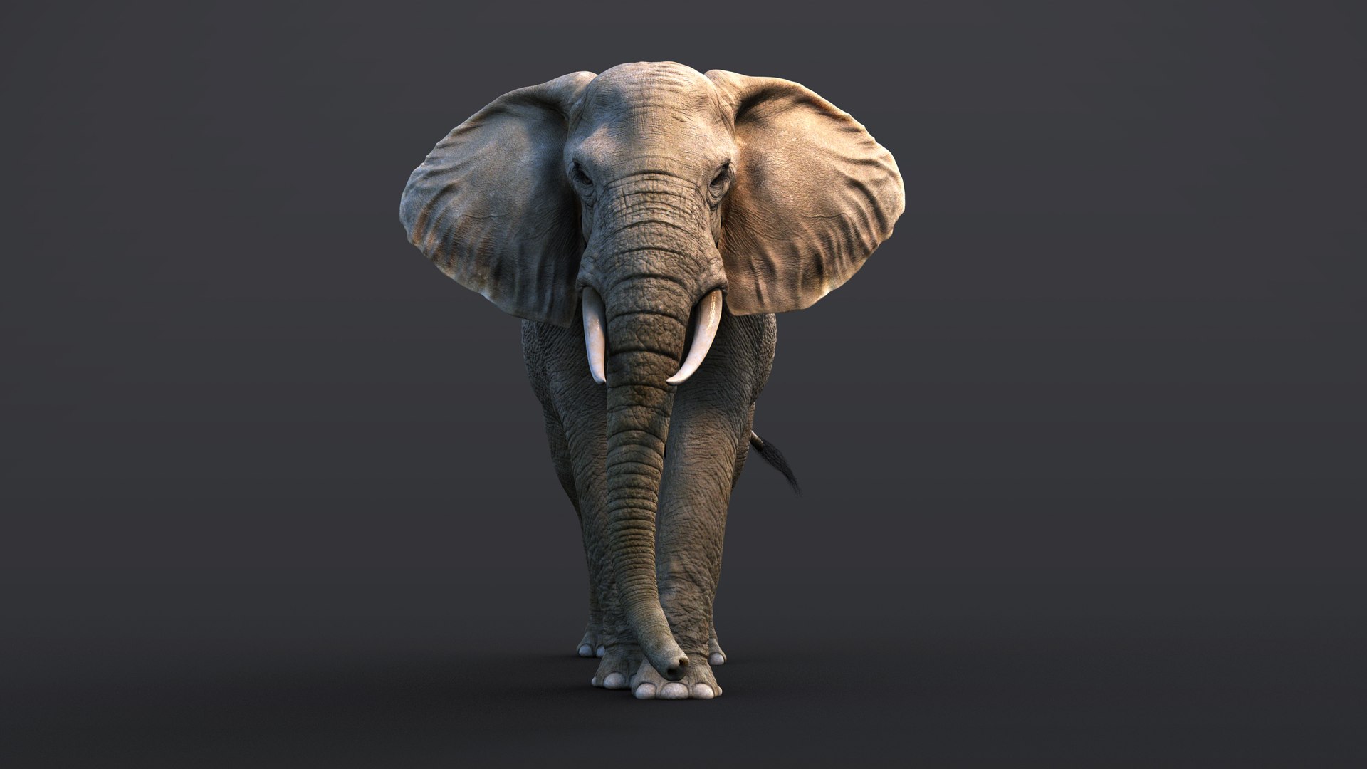 3D African Elephant XGEN-CORE RIGGED - TurboSquid 2255510