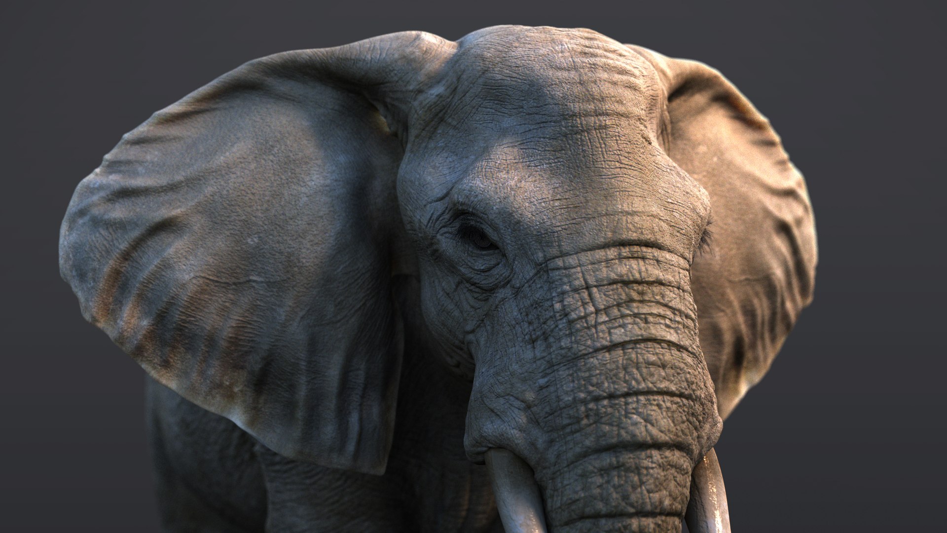3D African Elephant XGEN-CORE RIGGED - TurboSquid 2255510
