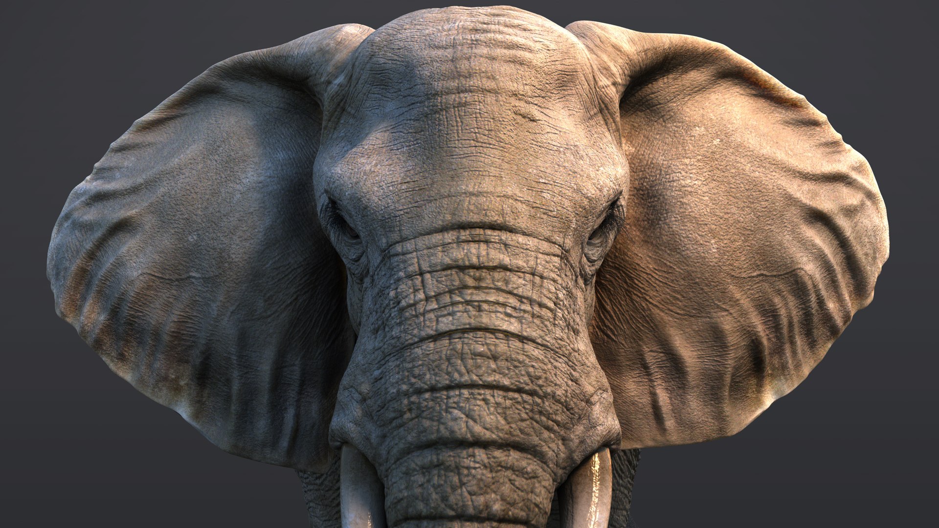 3D African Elephant XGEN-CORE RIGGED - TurboSquid 2255510
