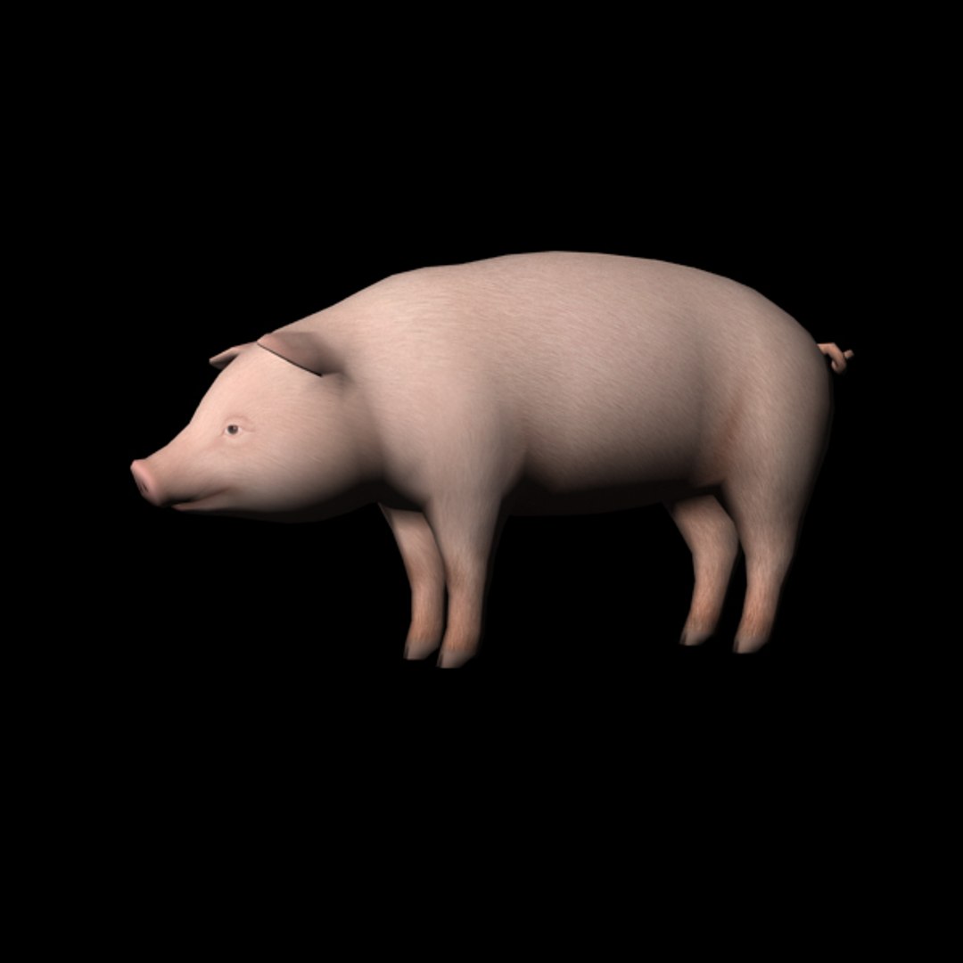 pig edge loop 3d model