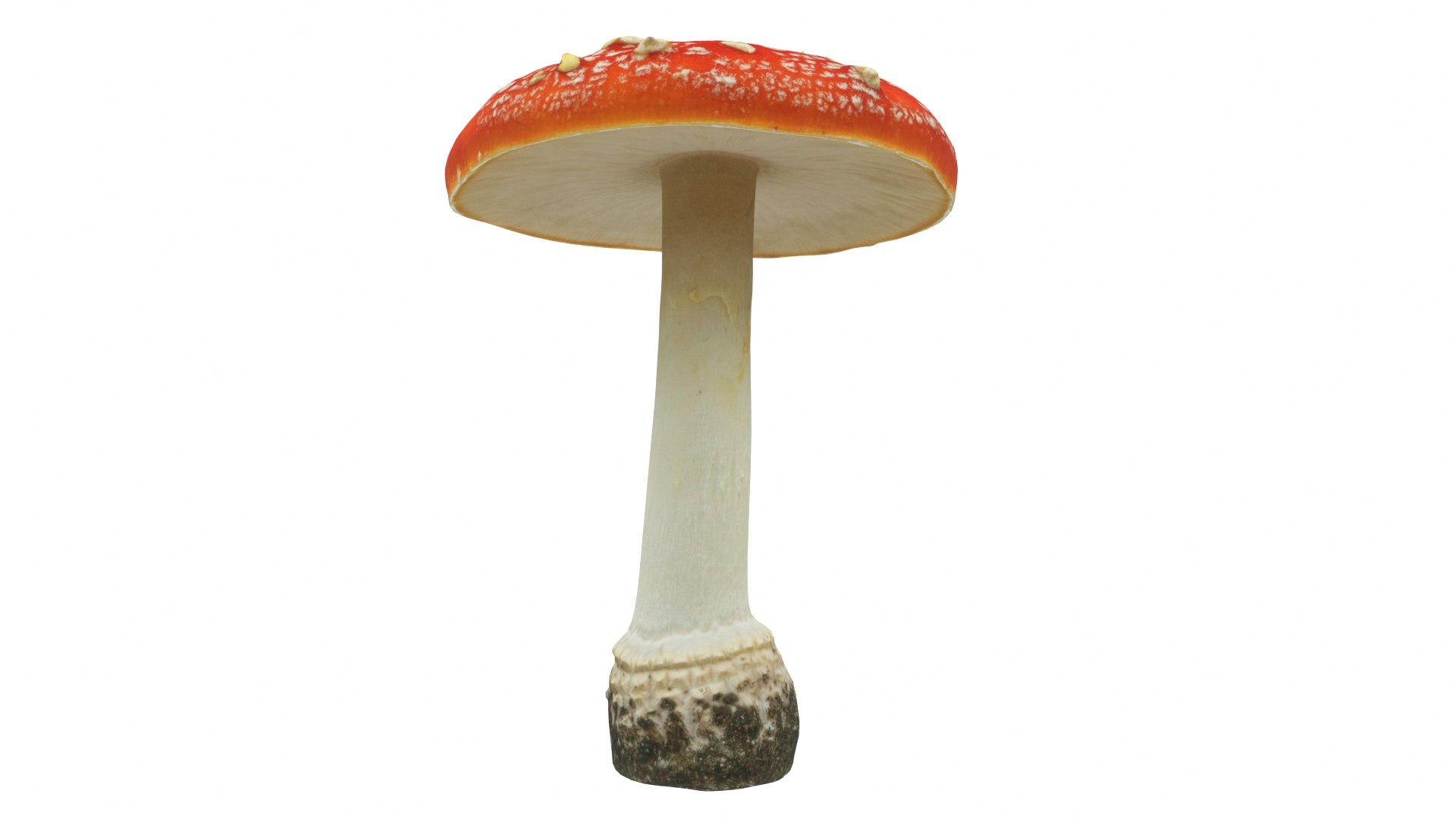 3D Model Toadstool Set 2 - TurboSquid 1805685