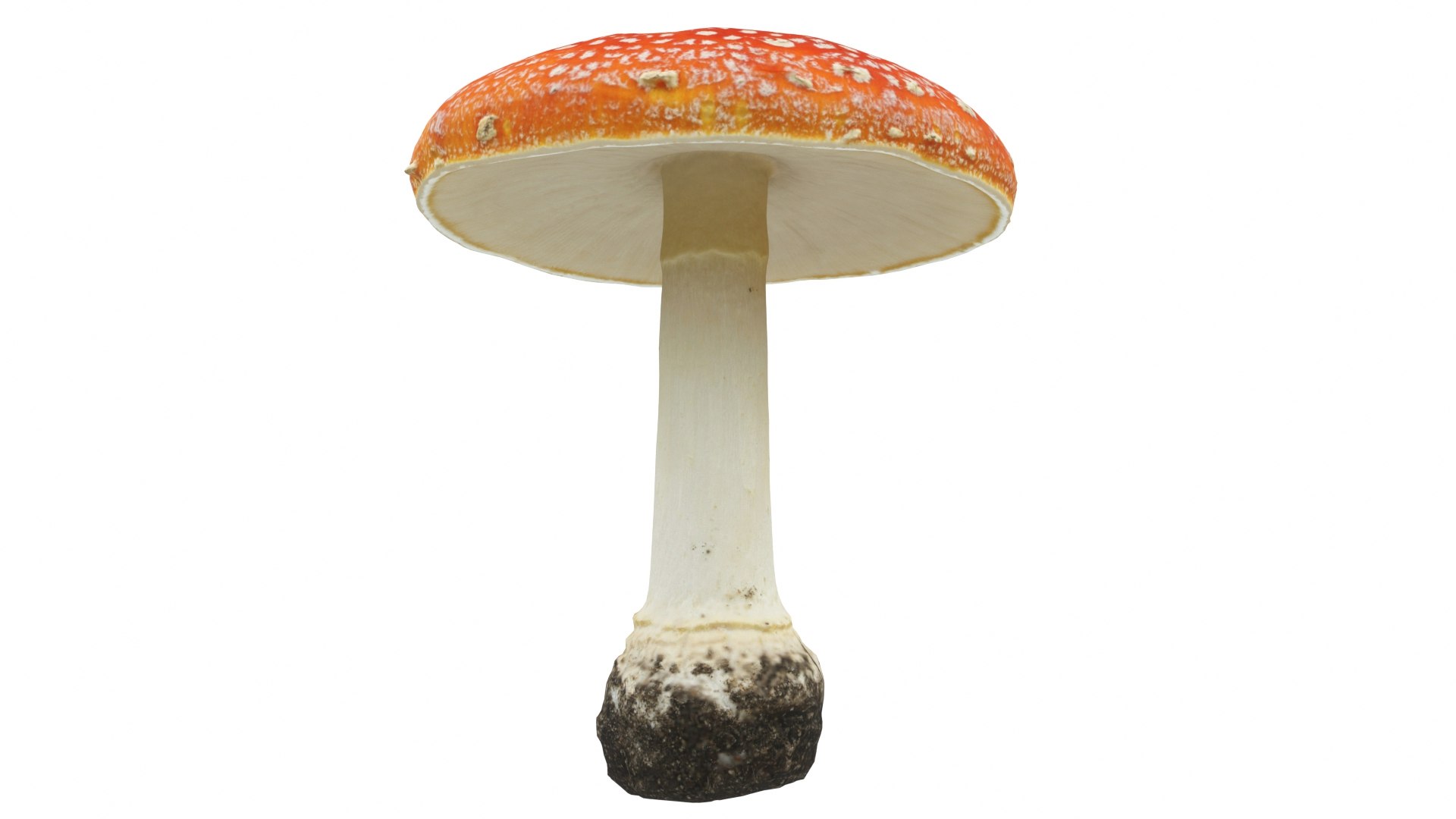 3D Model Toadstool Set 2 - TurboSquid 1805685