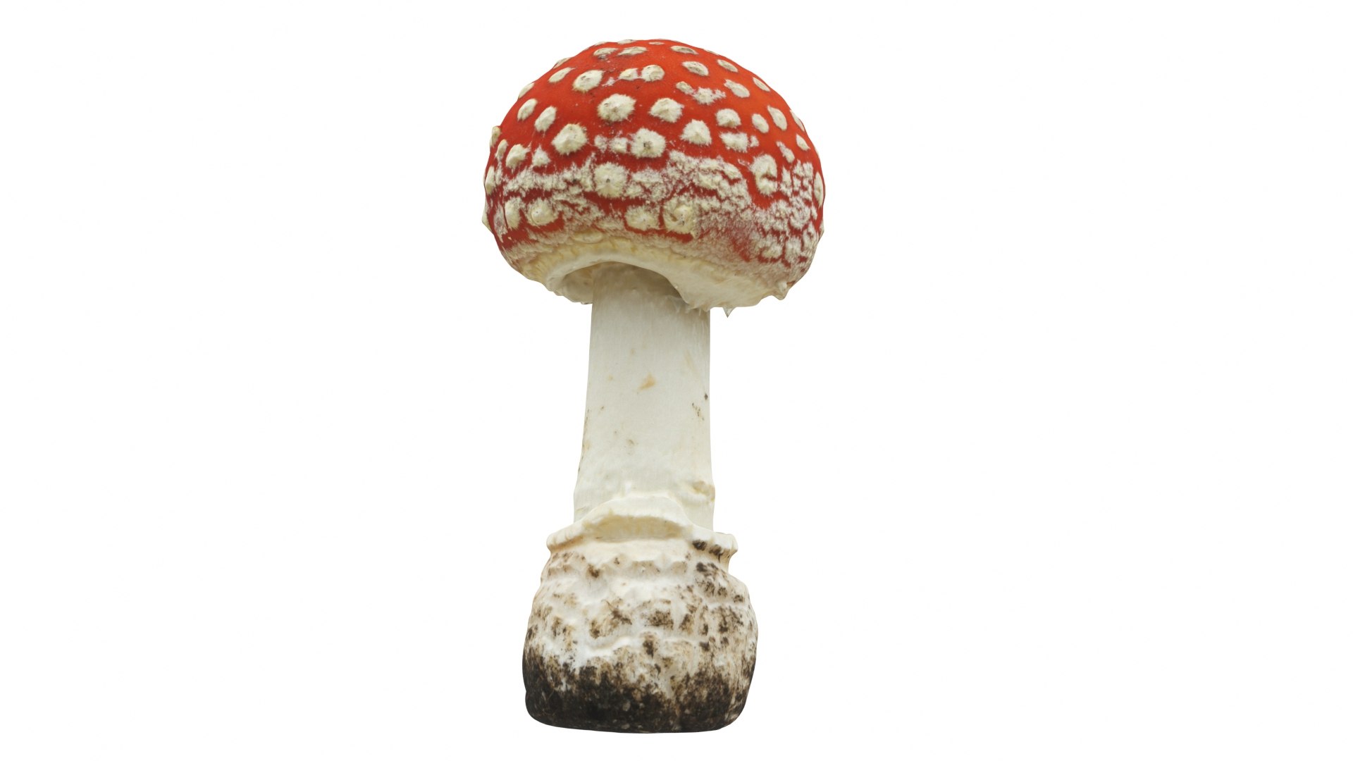 3D Model Toadstool Set 2 - TurboSquid 1805685