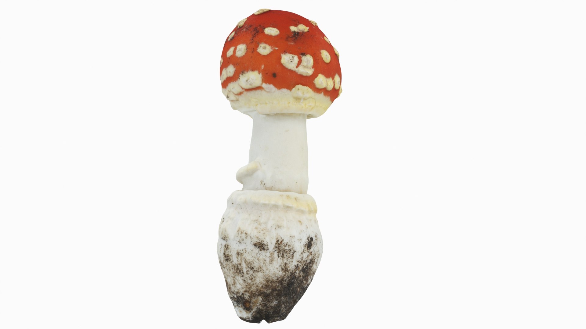 3D Model Toadstool Set 2 - TurboSquid 1805685