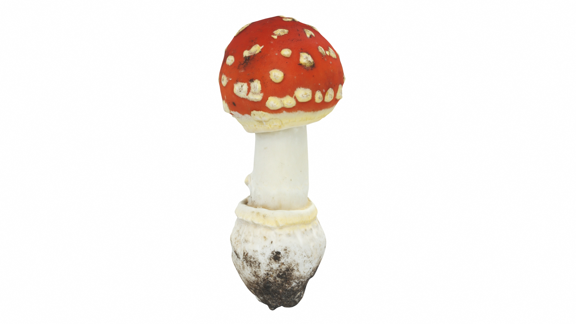 3D Model Toadstool Set 2 - TurboSquid 1805685