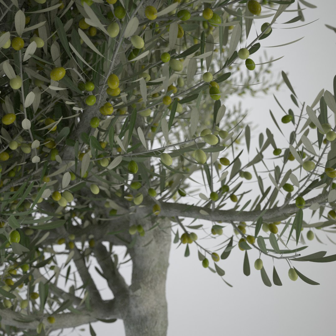 Max Olive Tree