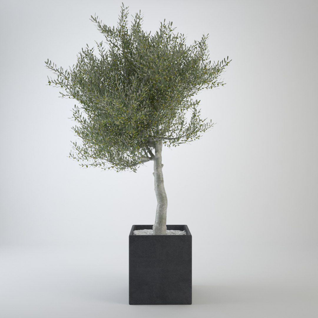 Max Olive Tree