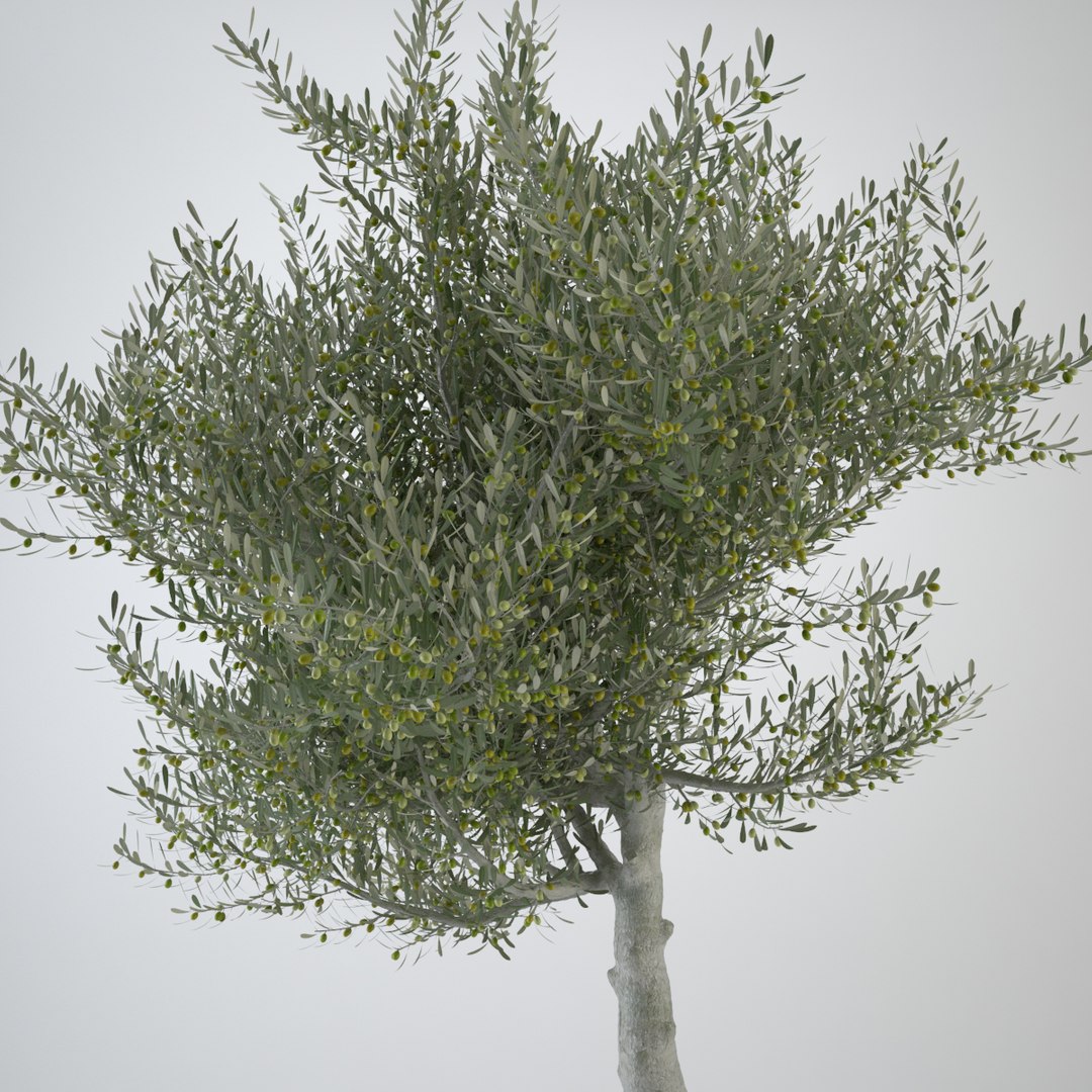 Max Olive Tree