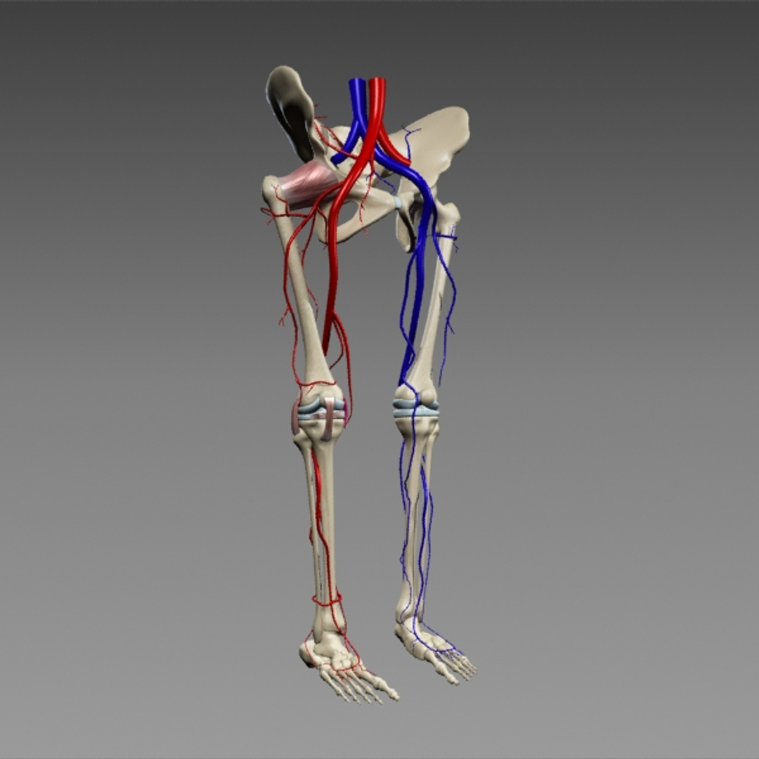 3d Human Pelvis Legs