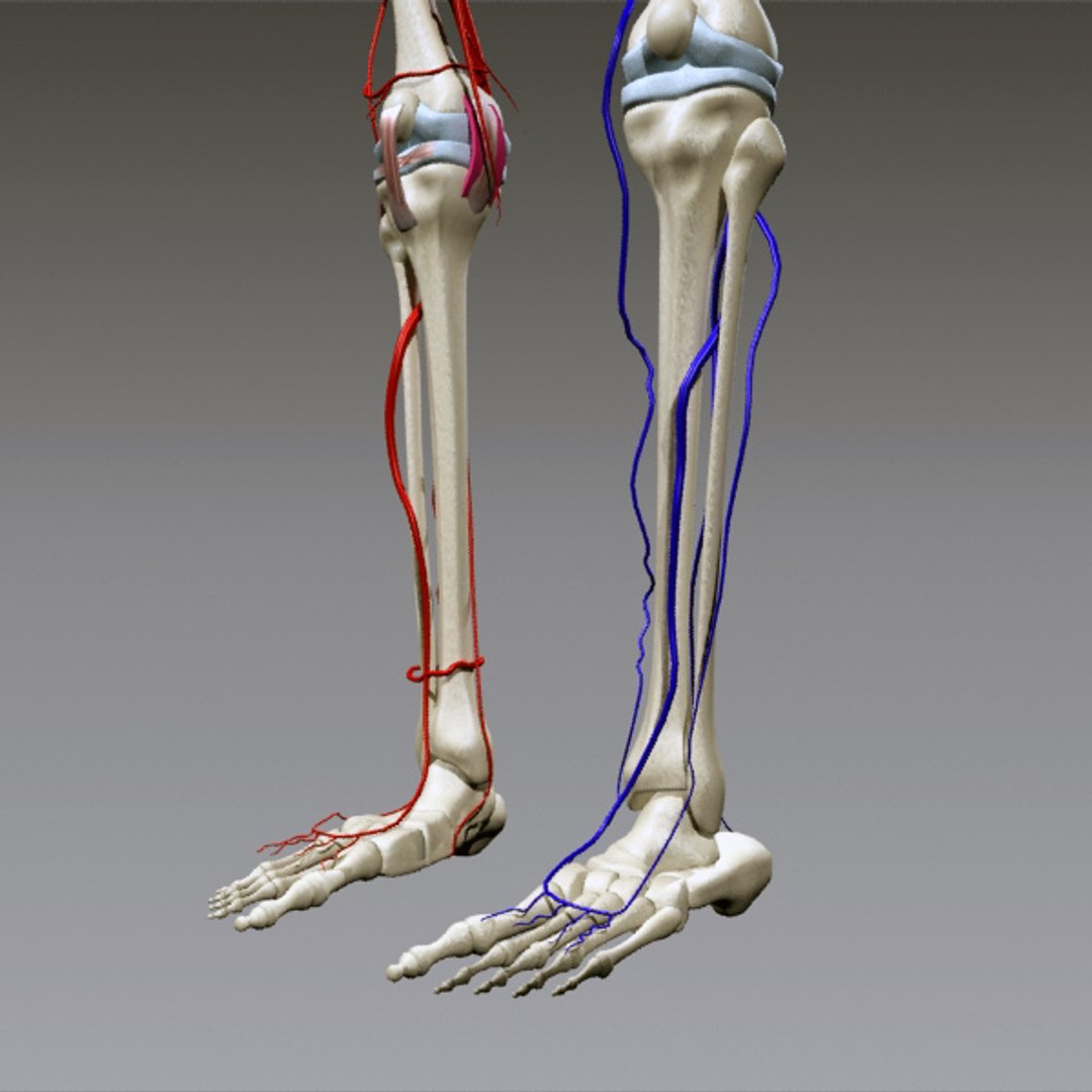 3d Human Pelvis Legs
