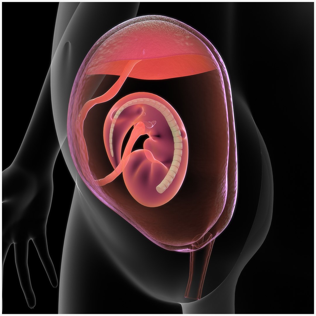 3D Yolk Sac Embryonic Mesoderm - TurboSquid 2192758