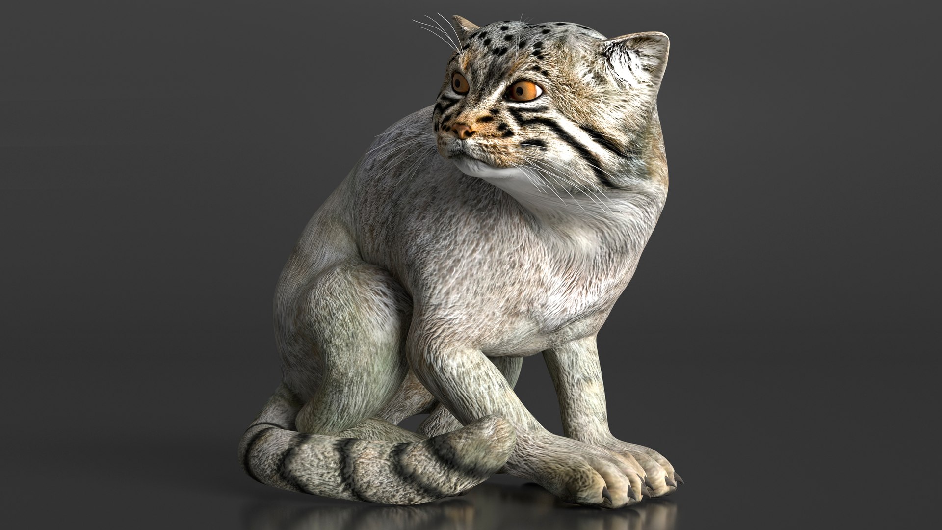 Manul Cat In Sitting 3D Model - TurboSquid 2198802