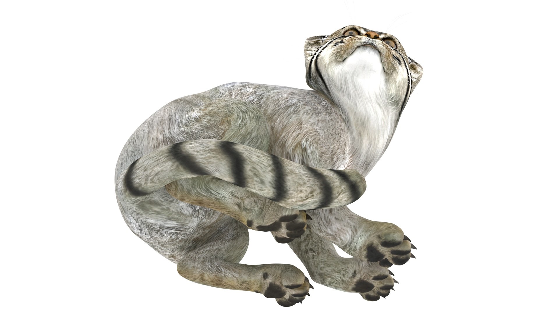 Manul Cat In Sitting 3D Model - TurboSquid 2198802