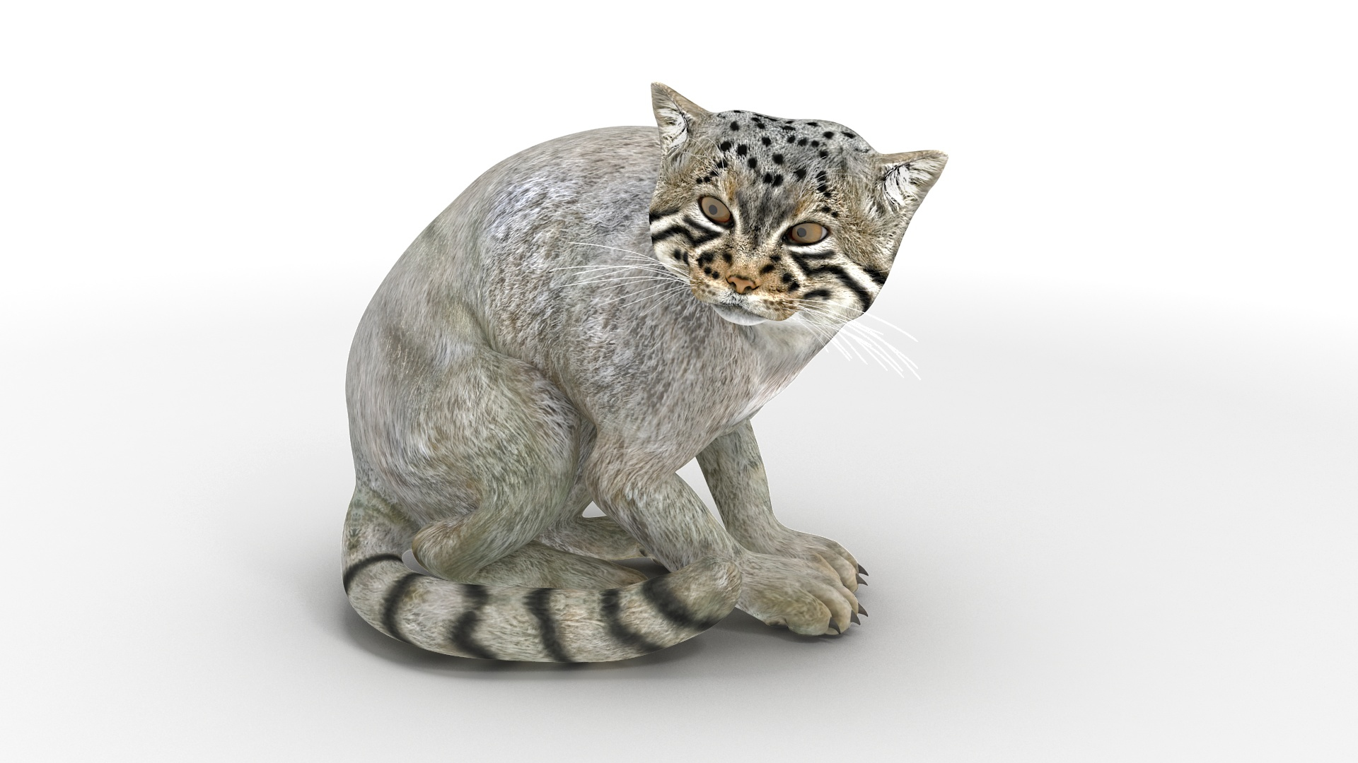 Manul Cat In Sitting 3D Model - TurboSquid 2198802