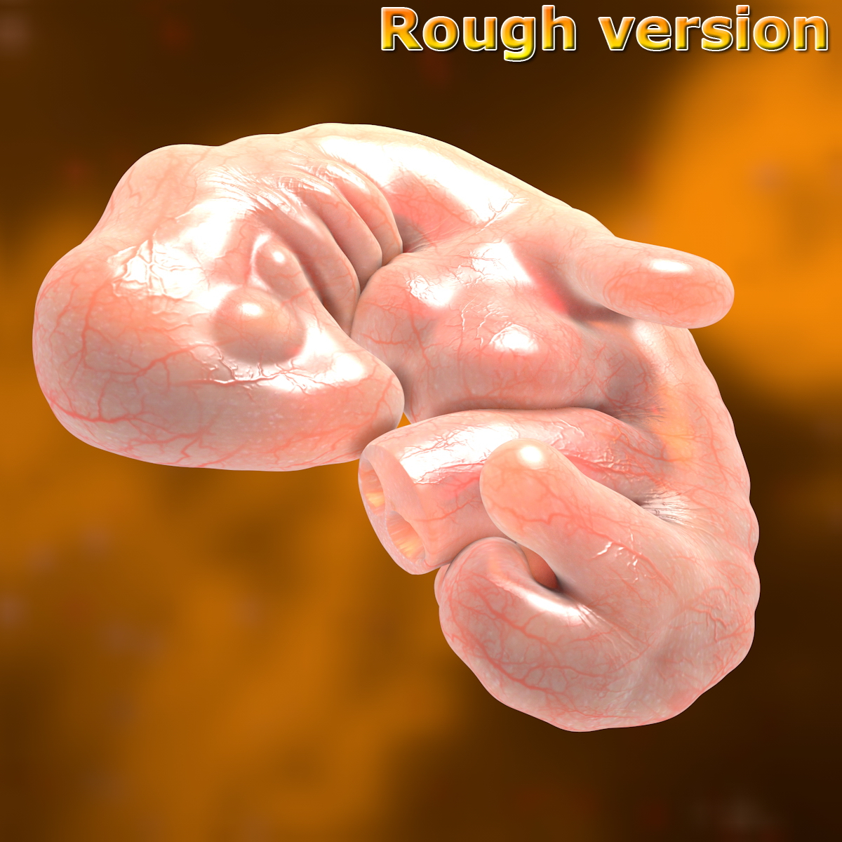 3d human embryo