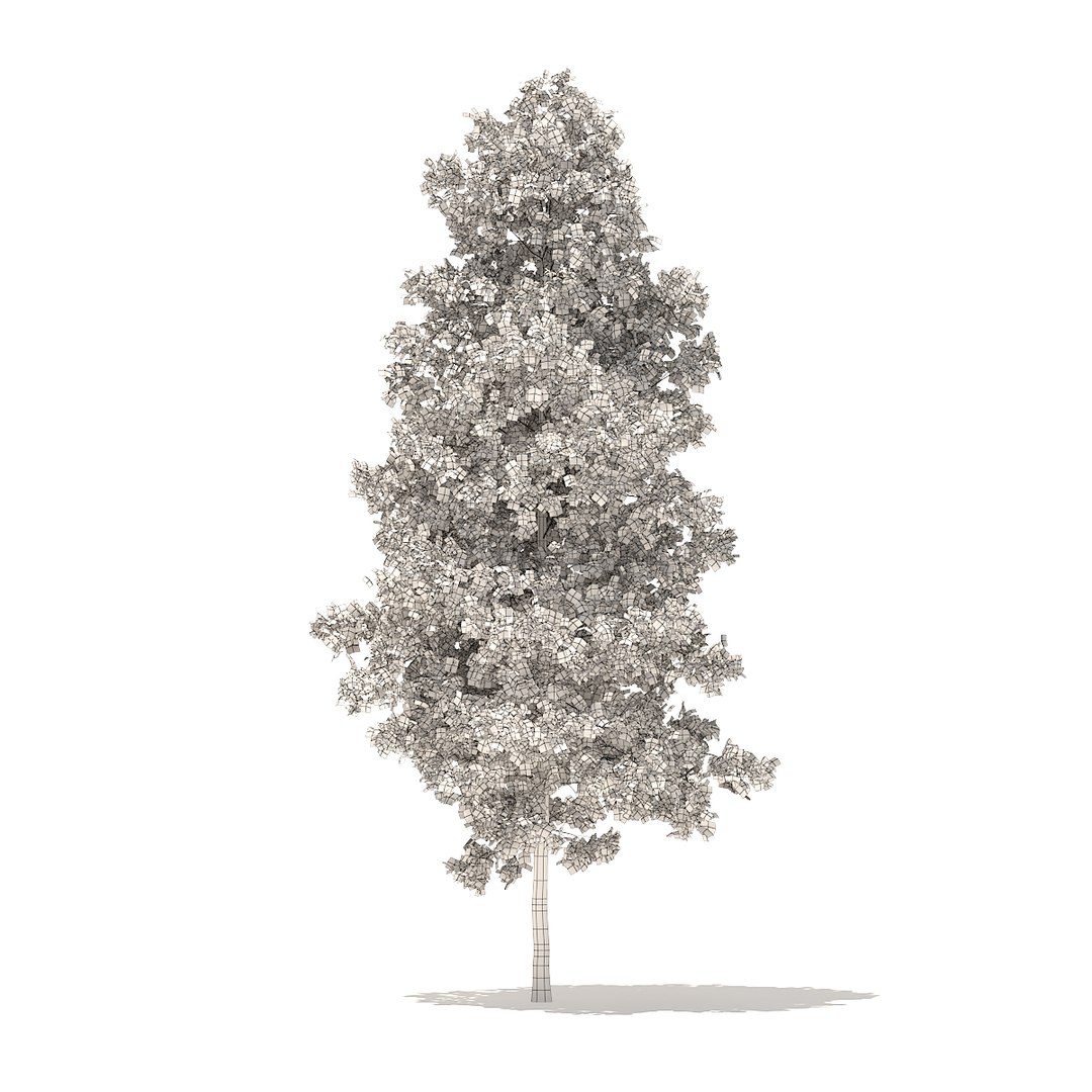 3D Quaking Aspen 7m Model - TurboSquid 1280967