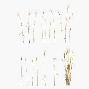 Download Free & Premium Barley 3D Models | TurboSquid