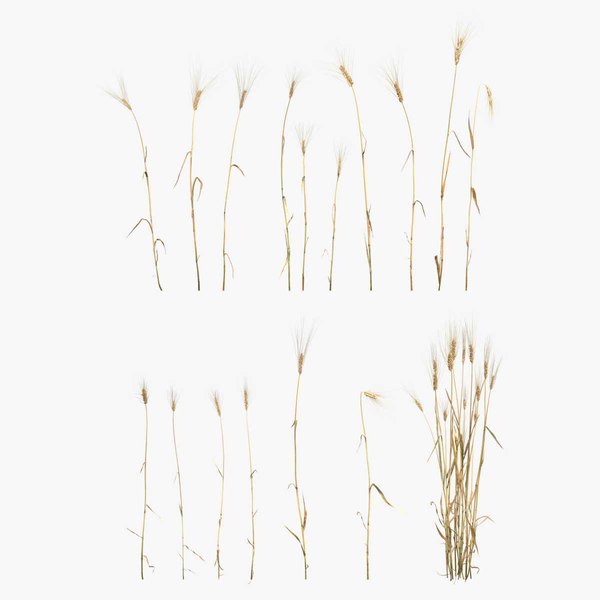 3D barley - TurboSquid 1249997