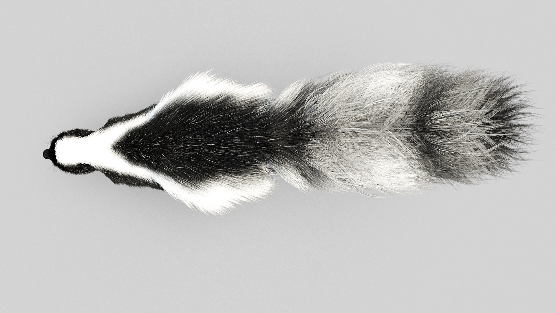 3D Skunk Model - TurboSquid 1742075