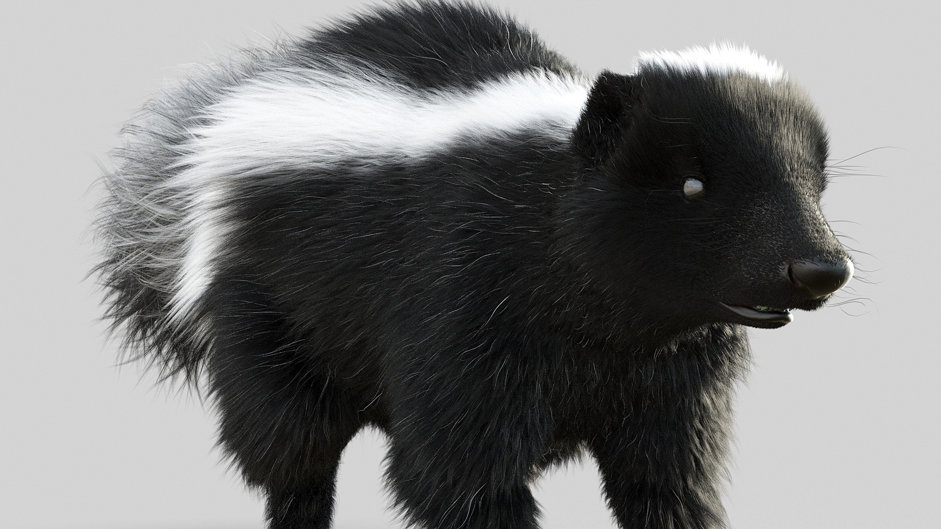 3D Skunk Model - TurboSquid 1742075