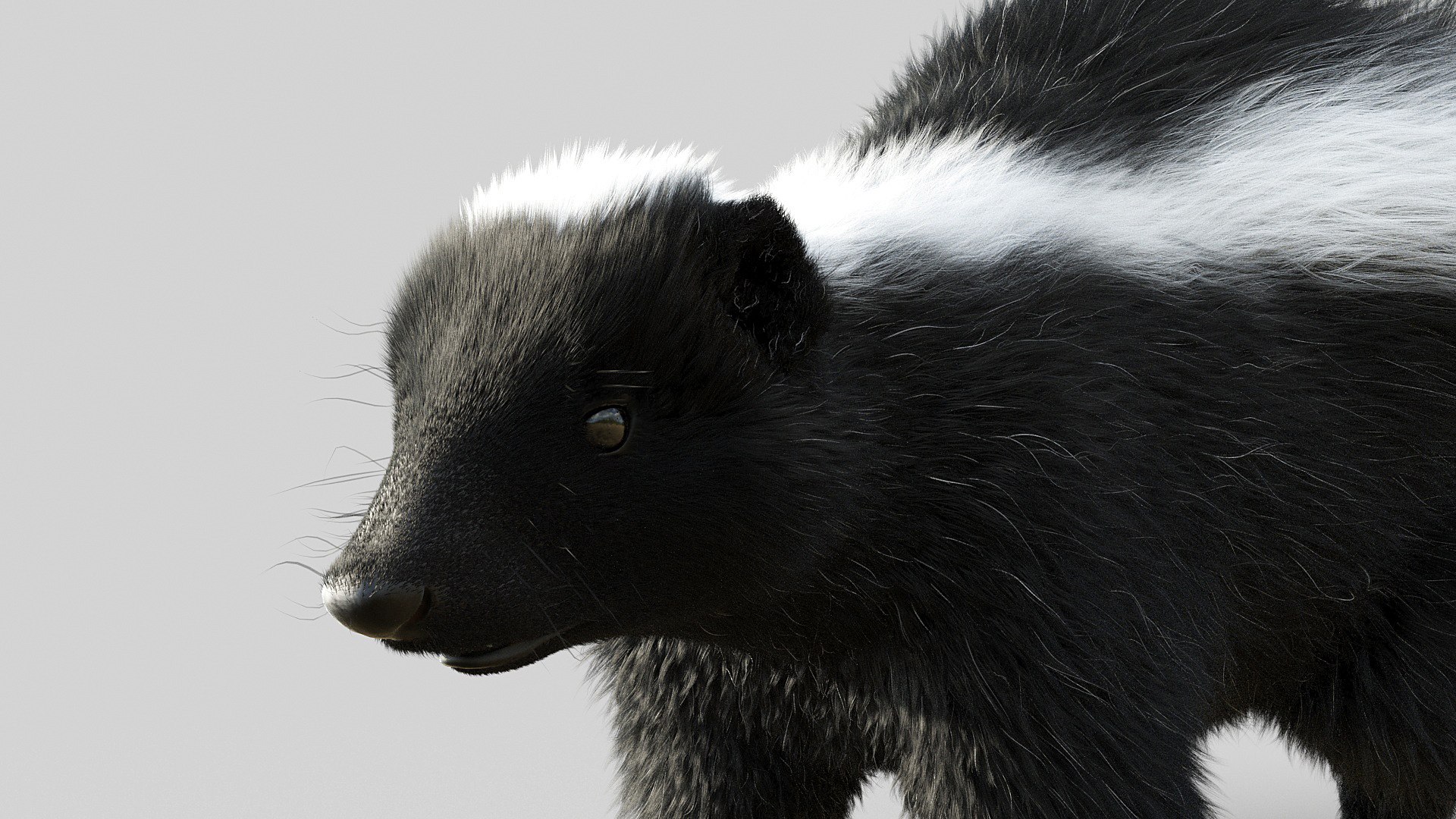 3D Skunk Model - TurboSquid 1742075