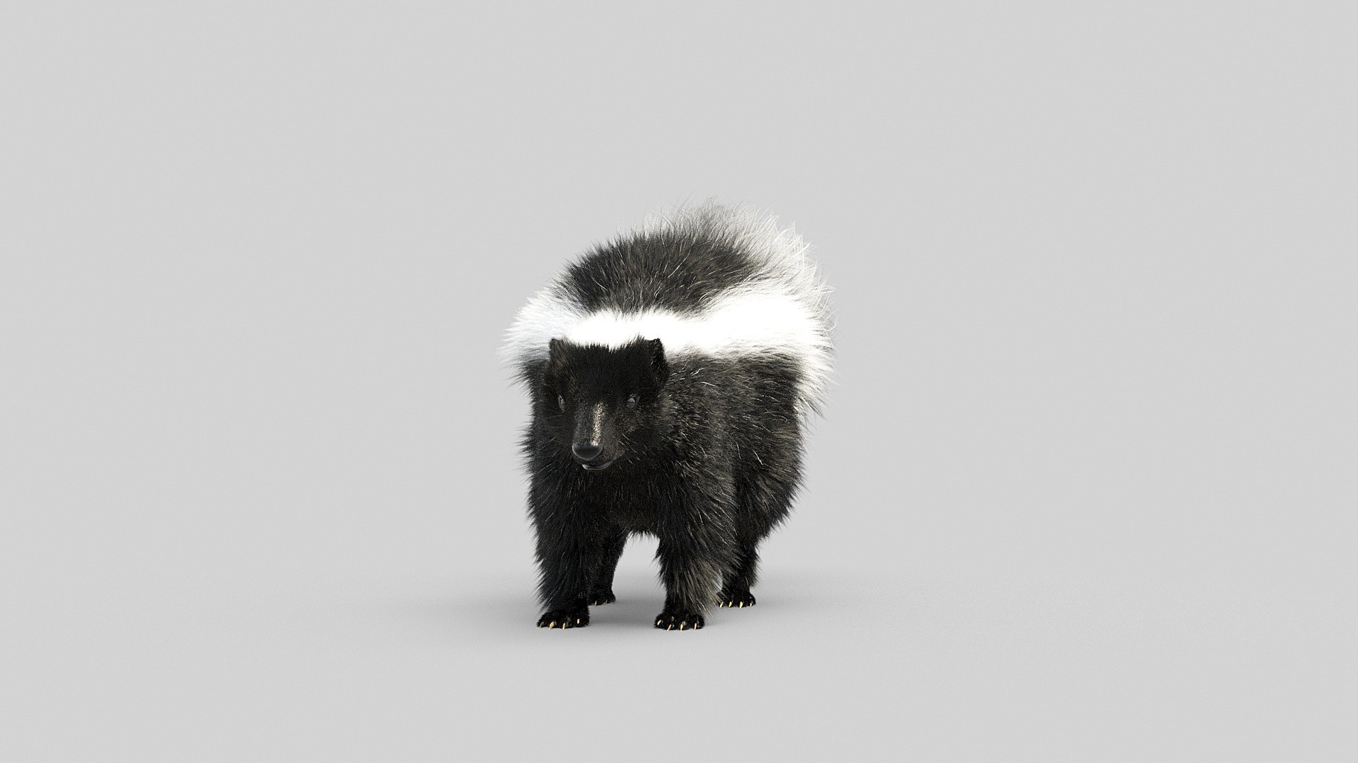 3D Skunk Model - TurboSquid 1742075