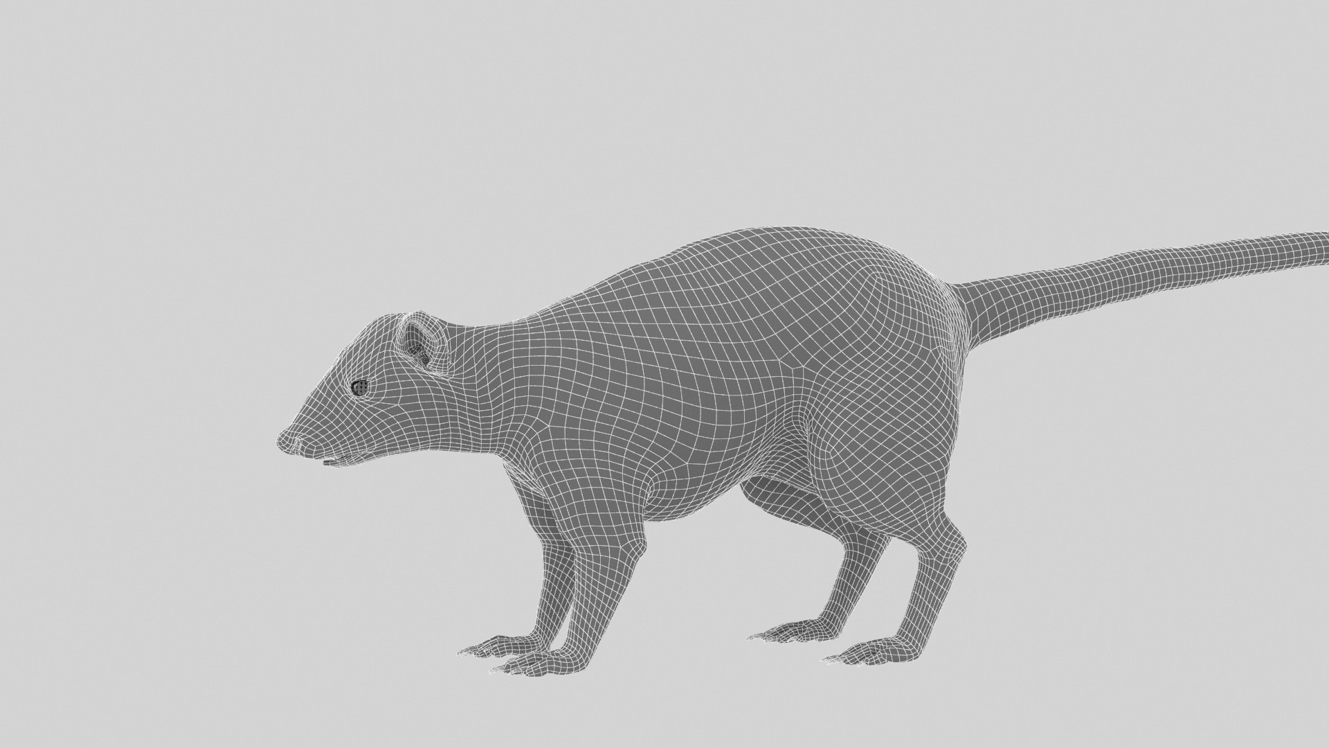 3D Skunk Model - TurboSquid 1742075