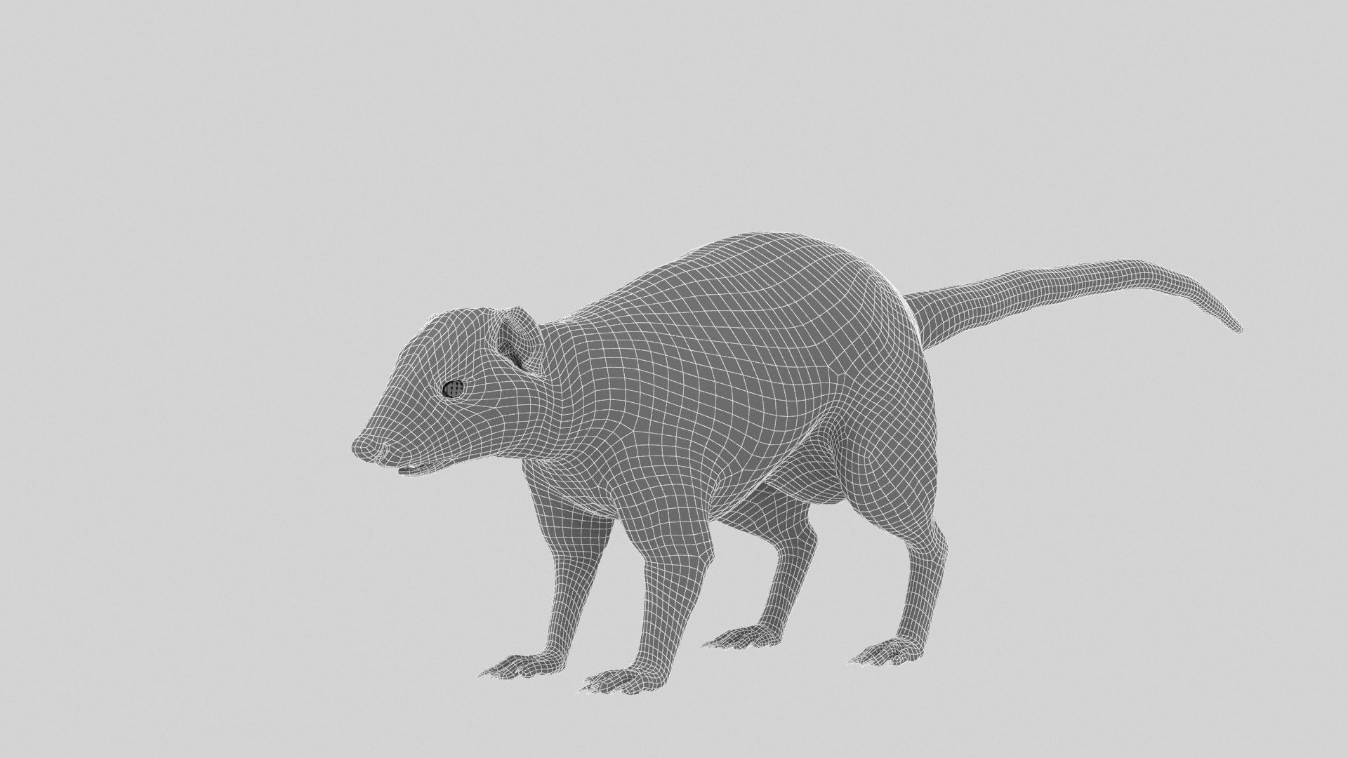 3D Skunk Model - TurboSquid 1742075