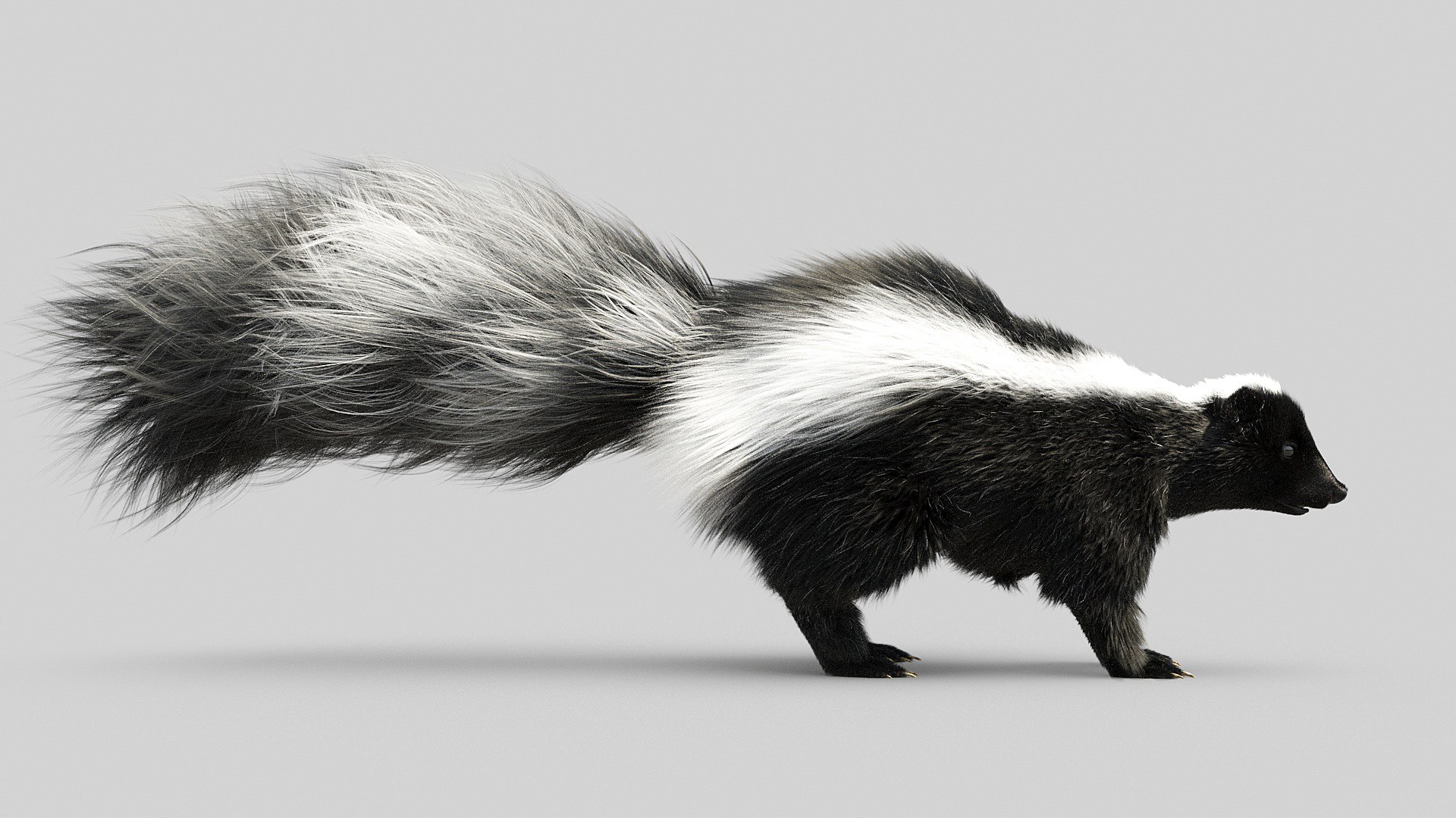 3D Skunk Model - TurboSquid 1742075