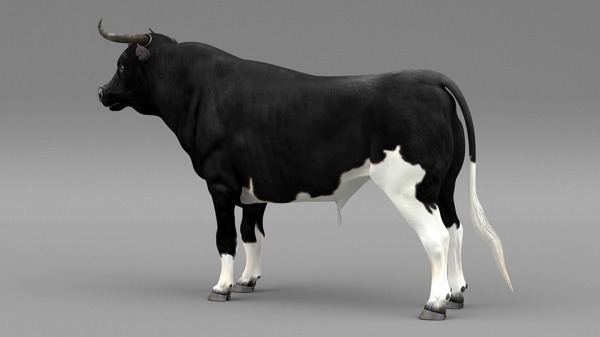 Bull with a Chain 3D model - TurboSquid 2167672