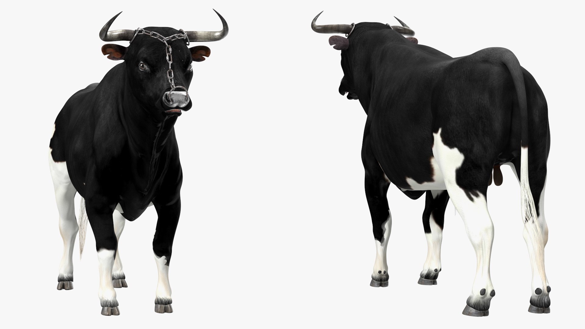 Bull with a Chain 3D model - TurboSquid 2167672