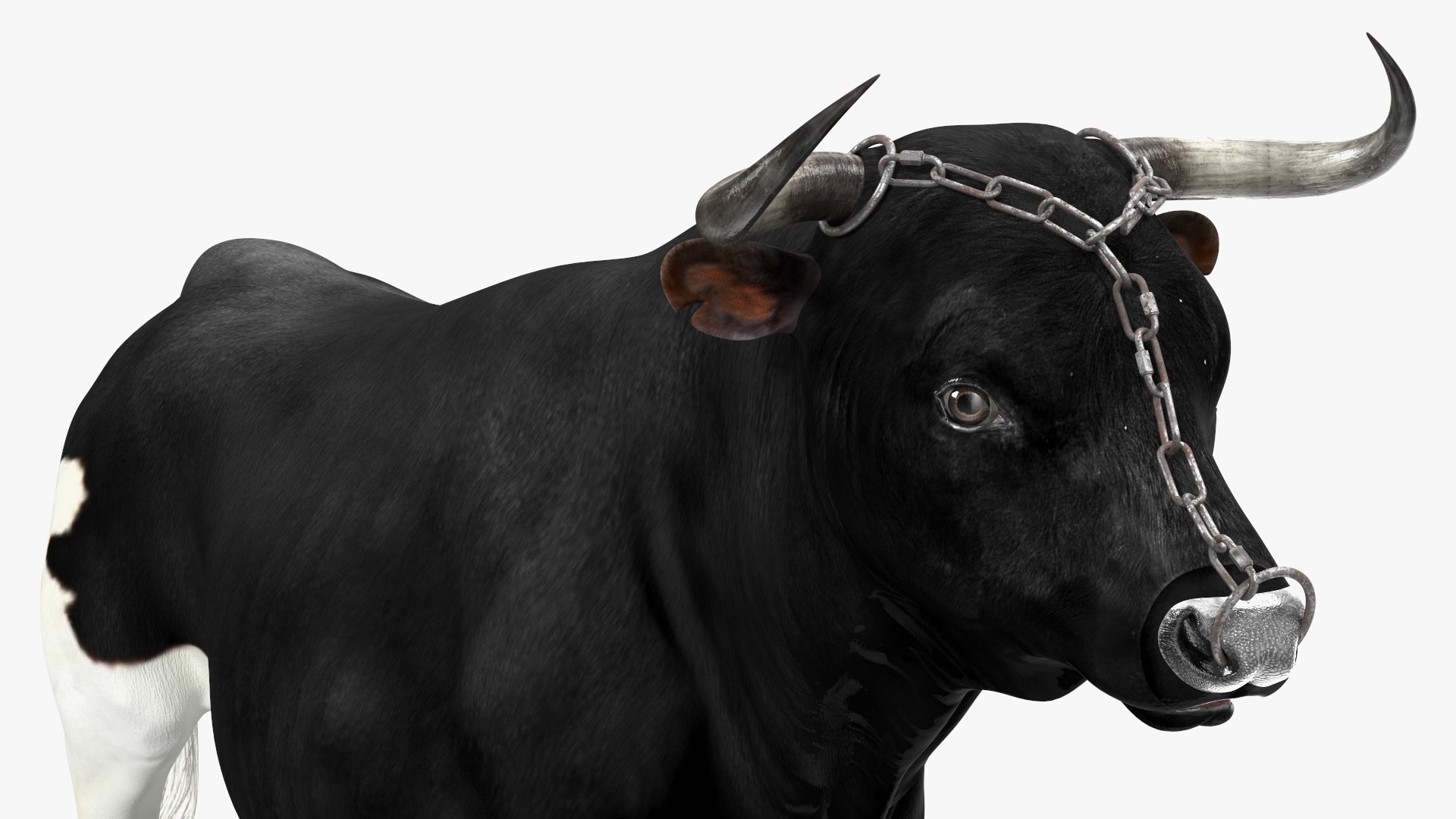 Bull with a Chain 3D model - TurboSquid 2167672