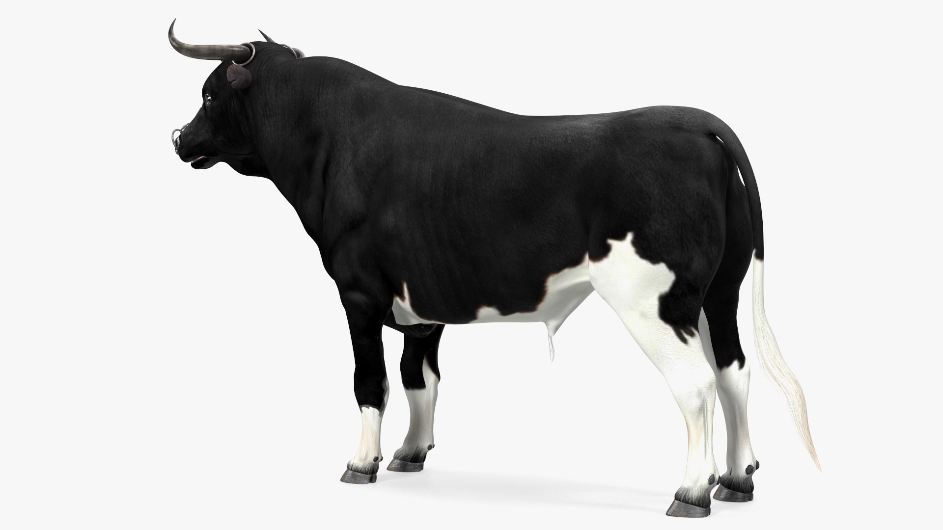 Bull with a Chain 3D model - TurboSquid 2167672