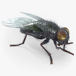 Free 3D Fly Models | TurboSquid