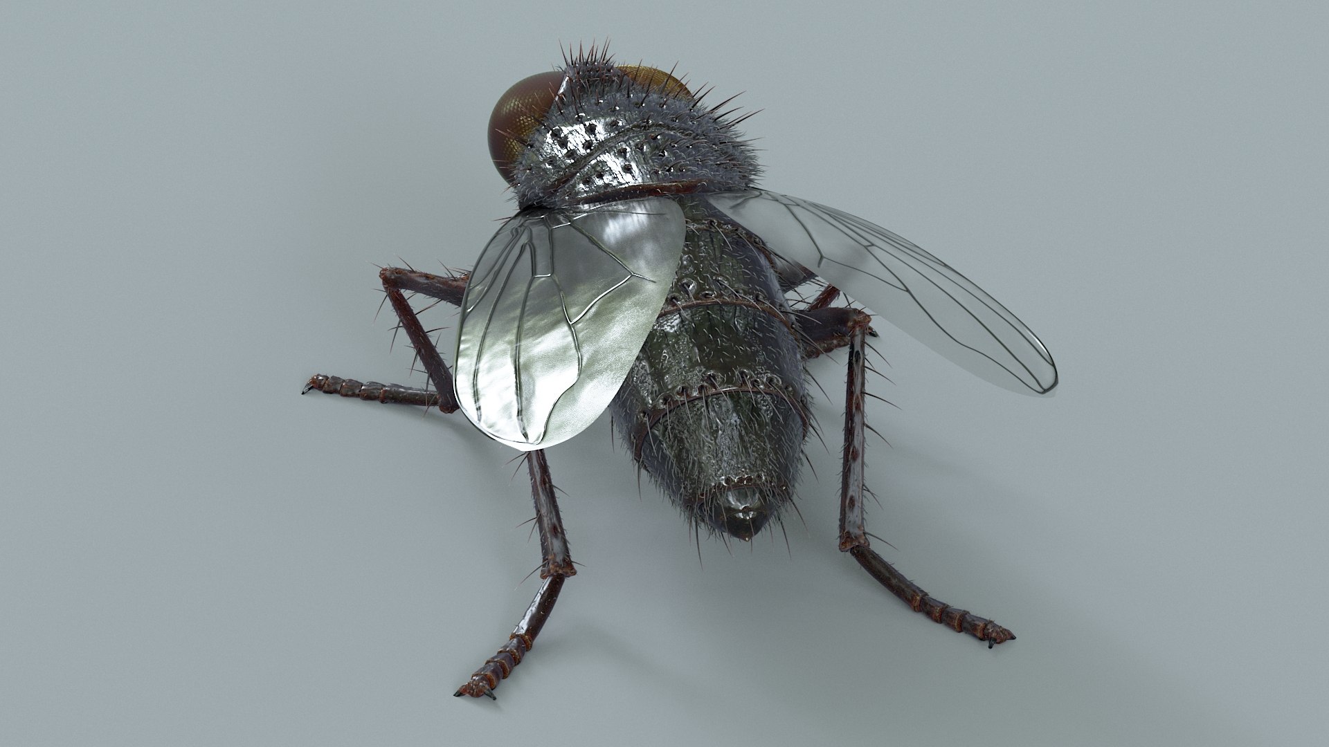 Housefly Rigged Xgen 3D Model - TurboSquid 2224840