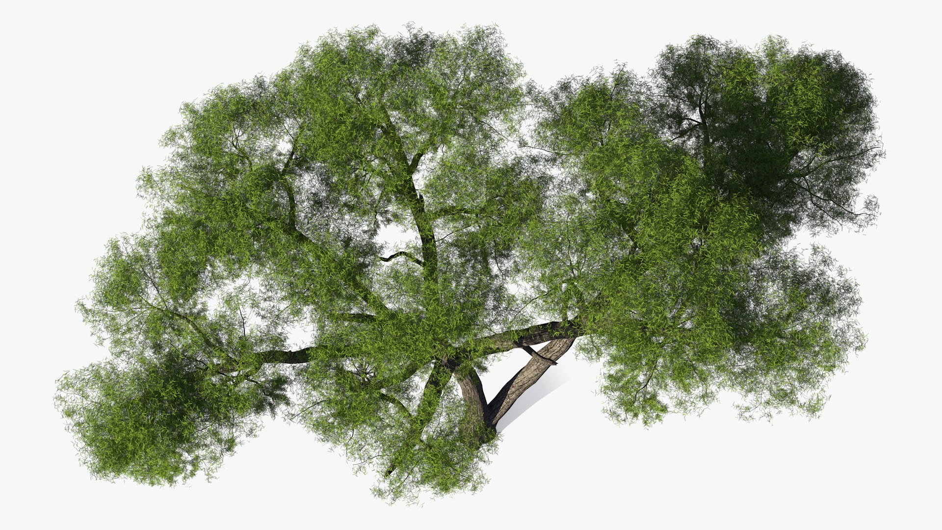 African Acacia Tree South Africa Model - TurboSquid 1461199