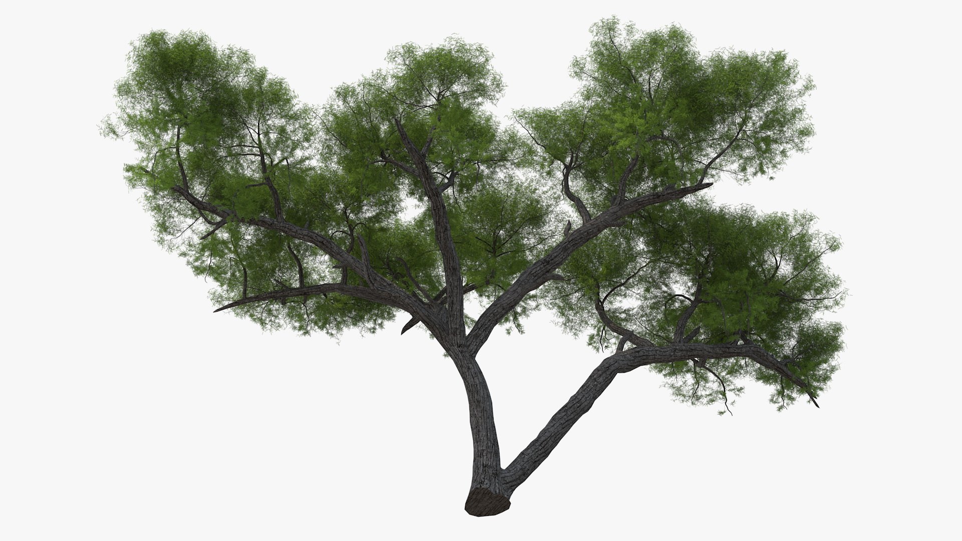 African Acacia Tree South Africa Model - TurboSquid 1461199